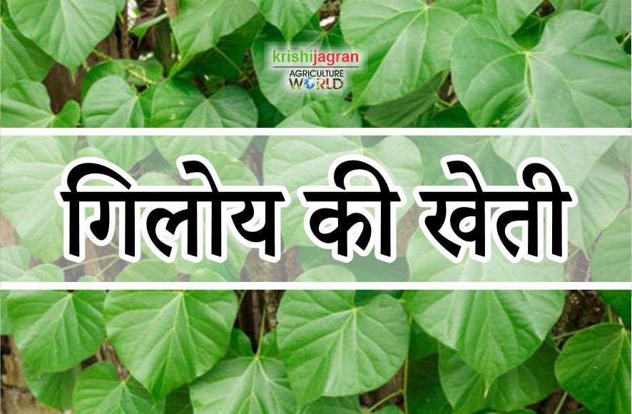 गिलोय की खेती करने का तरीका और फसल प्रबंधन