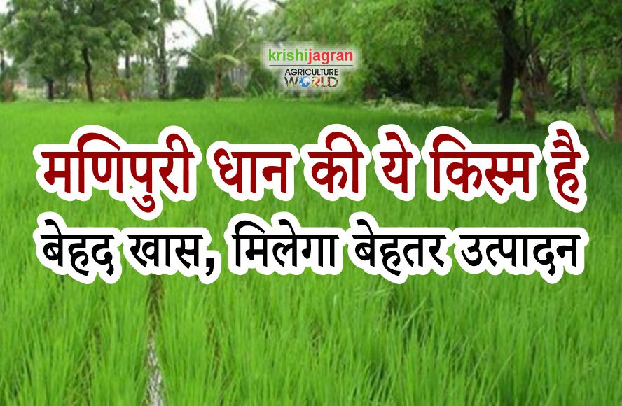 मणिपुर के चखाओं प्रजाति का धान तैयार, होगा भारी मुनाफा