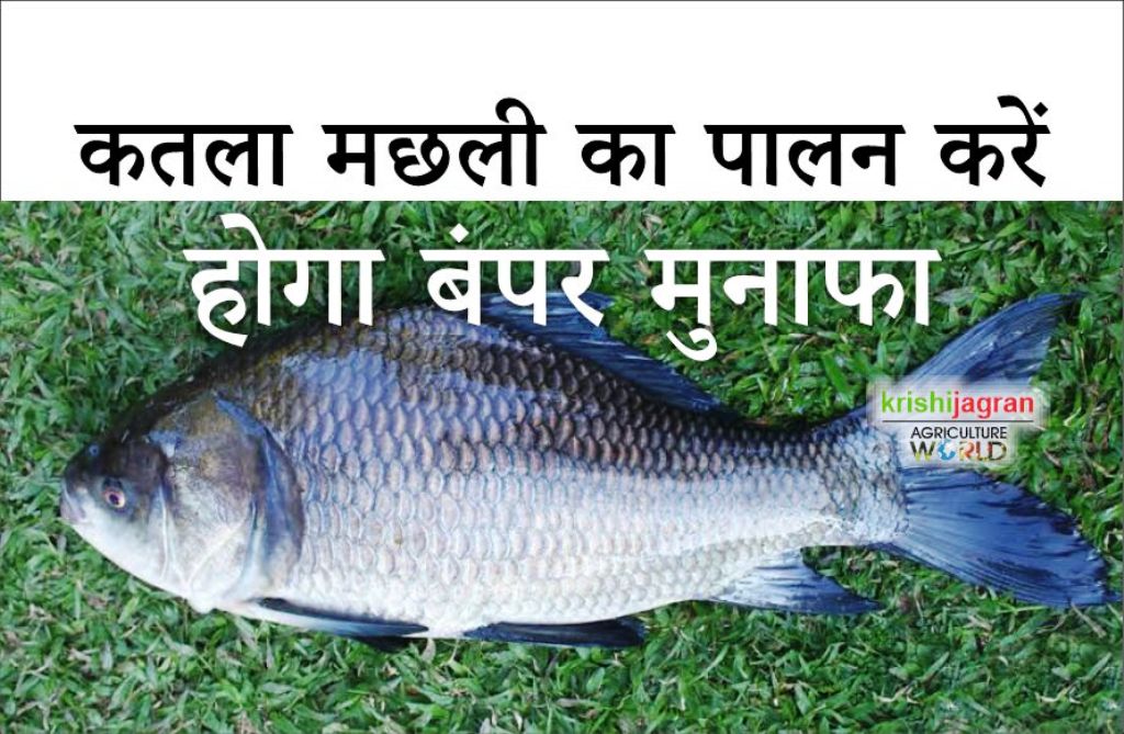 कतला मछली पालन की जानकारी और अनोखे टिप्स