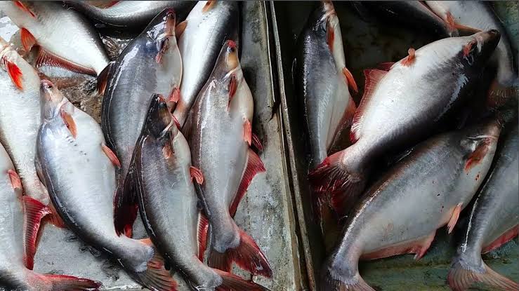 पंगास मछली पालिए और लाखों का मुनाफा कमाएं