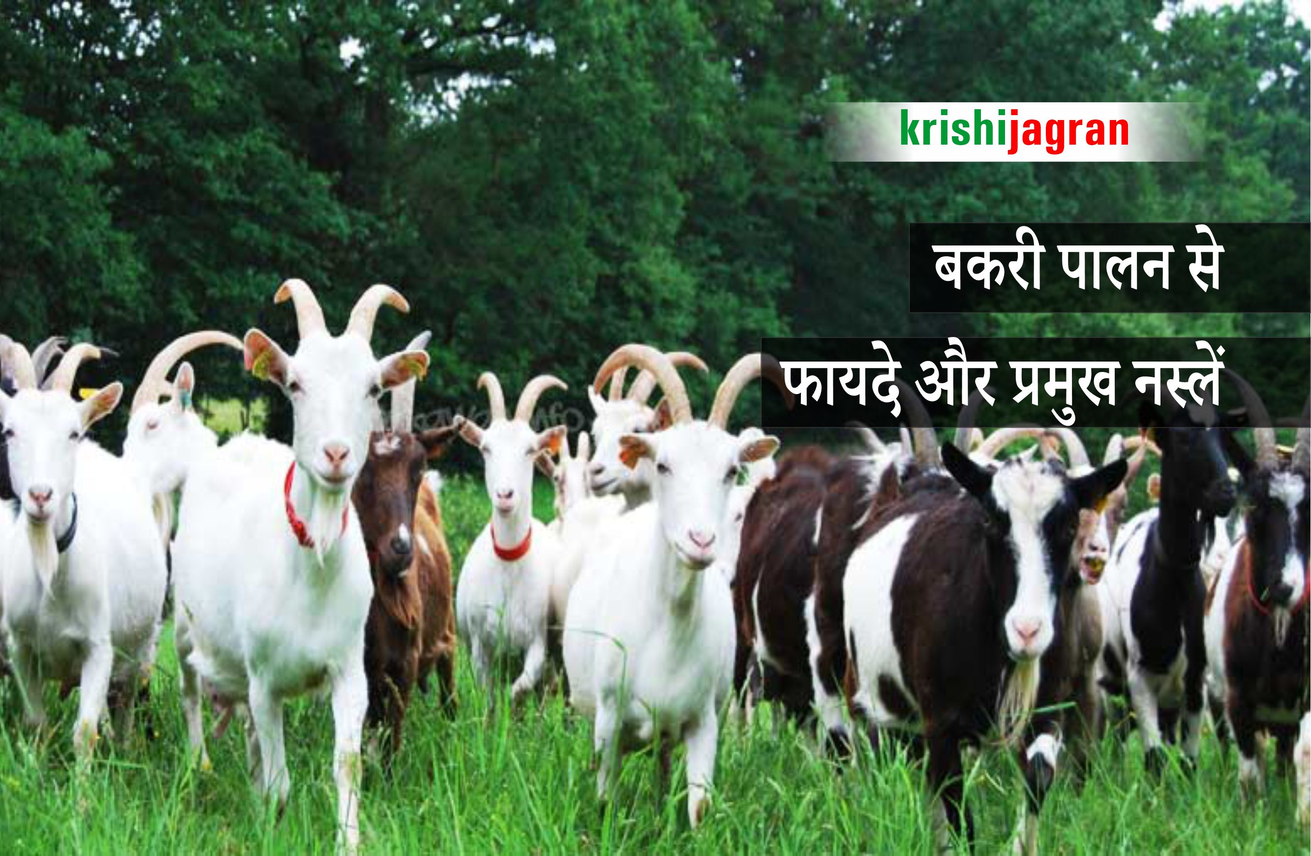 बकरी पालन व्यवसाय से ज्यादा मुनाफा पाने के लिए इन प्रमुख भारतीय नस्ल का ...