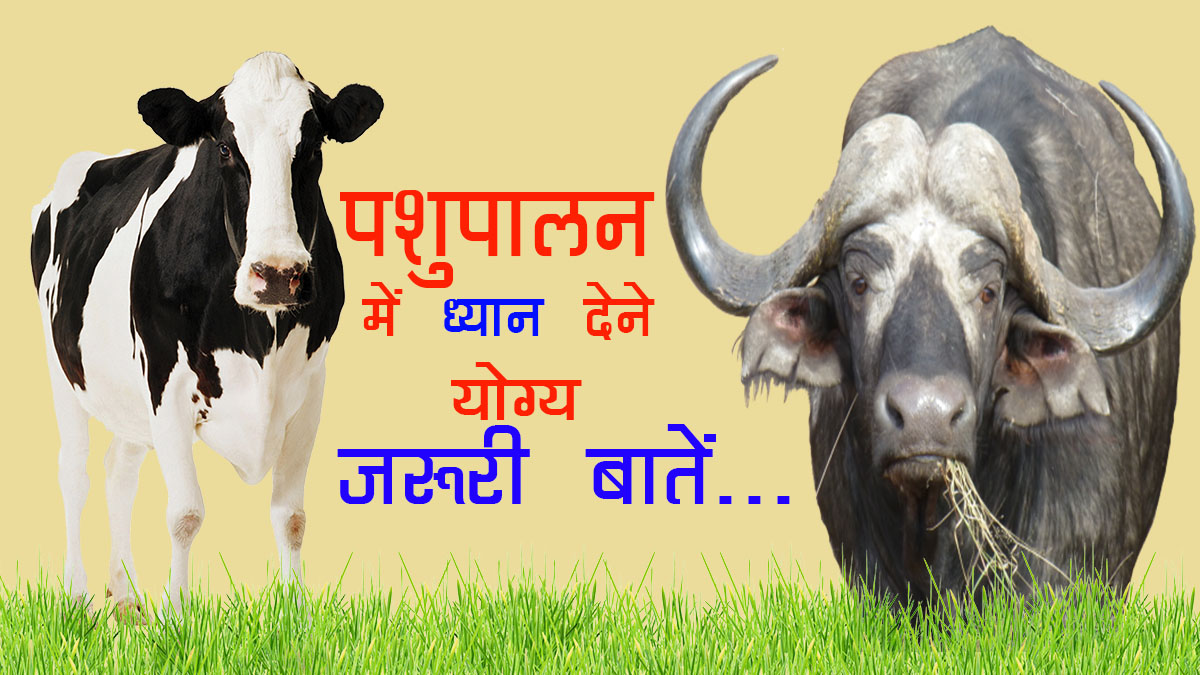 पशुपालन में ध्यान देने योग्य जरूरी बातें...