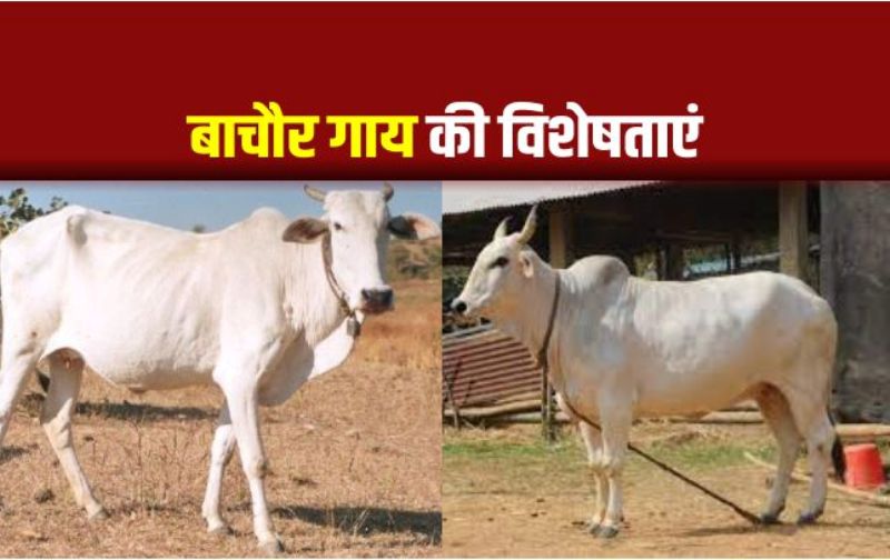 बिहार की बाचौर नस्ल की गाय (Bachaur Cow) है बहुत लाभकारी, पढ़िए इसकी ...