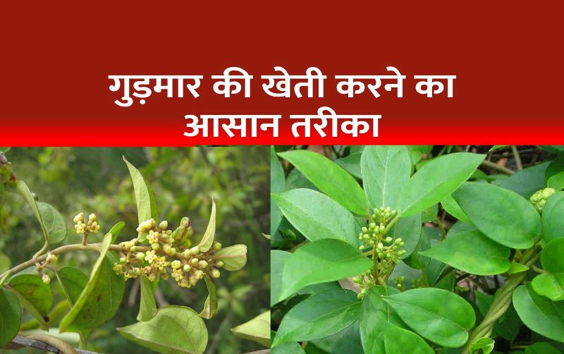 फरवरी-मार्च में उगा सकते हैं गुड़मार का पौधा, पढ़िए इसकी खेती का तरीका