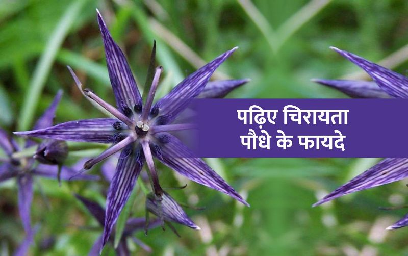 चिरायता (Chirata Plant) के फायदे और नुकसान, ज़रूर पढ़िए