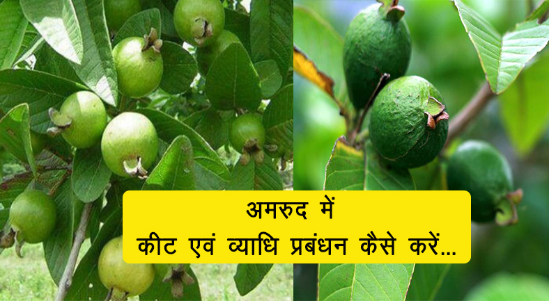 अमरुद में कीट एवं व्याधि प्रबंधन कैसे करें