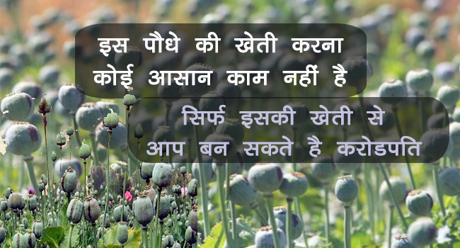 अफीम की खेती कर हो जाए मालामाल