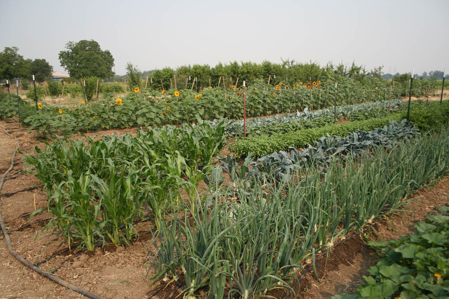 खेती में पेश किया मिसाल, एक एकड़ से कमा रहे तीन लाख