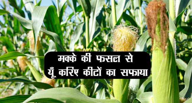 मक्के की फसल से यूँ करिए कीटों का सफाया...